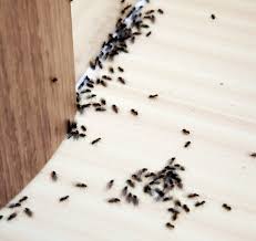 Need A Trusted Ant Control Company Near You In Dubai By Al Falak ...